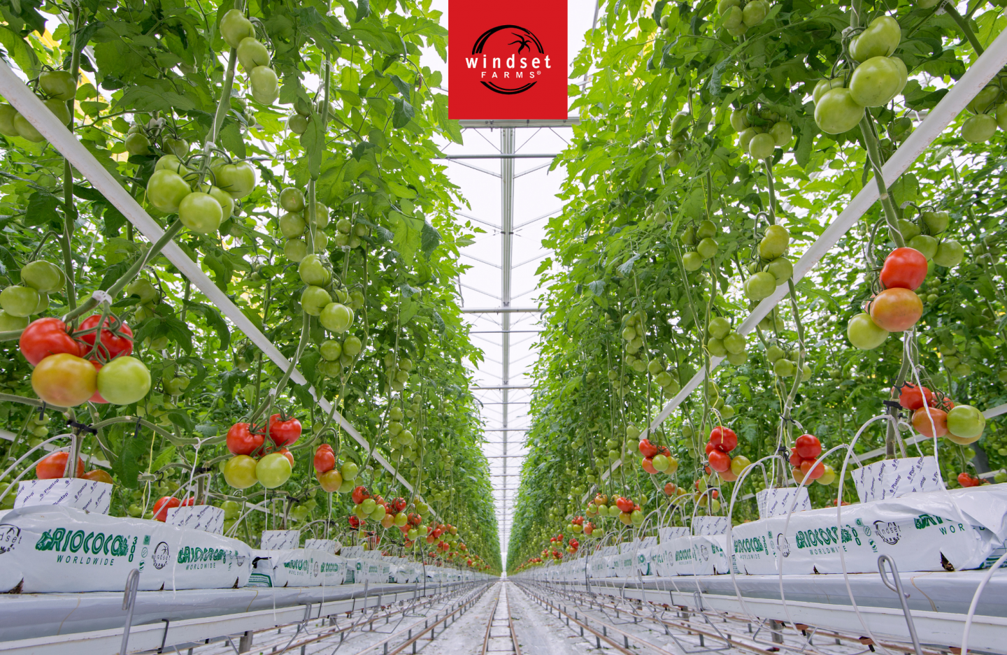 Windset Farms®Eat Your Tomatoes For World Health Day! - Windset Farms®